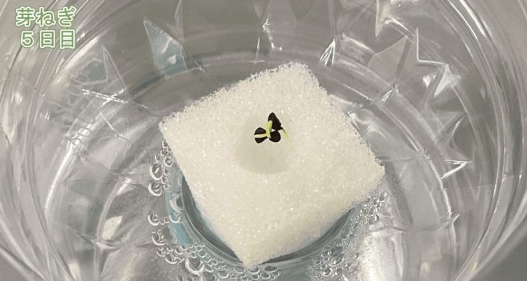 【誰でもできる】水耕栽培用スポンジで芽ネギを育てる方法！ペットボトルを使えば自宅で簡単栽培 | 水耕栽培スポンジホームセンター ｜ウレタン ...
